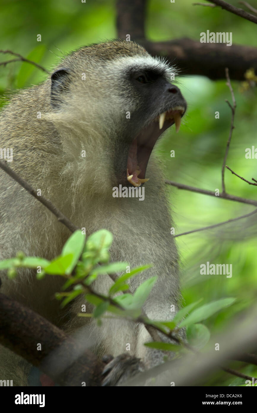 A male Green Monkey showing his large fangs Stock Photo - Alamy