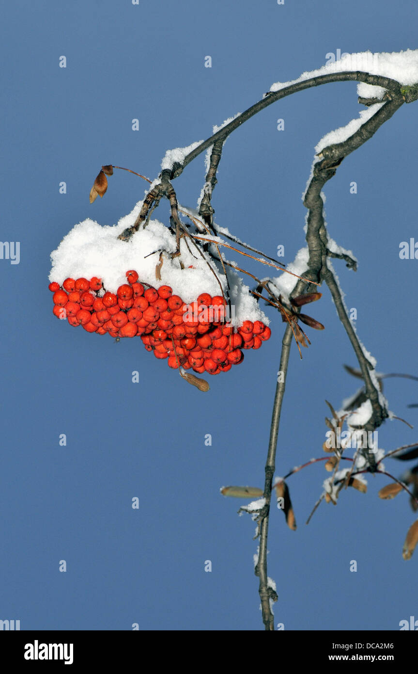 Fruits of Red elder (Sambucus racemosa)with snow. Osseja. Languedoc ...