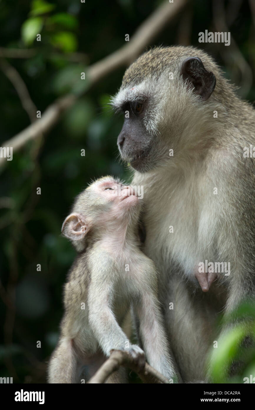 A female Green Monkey with her baby Stock Photo - Alamy