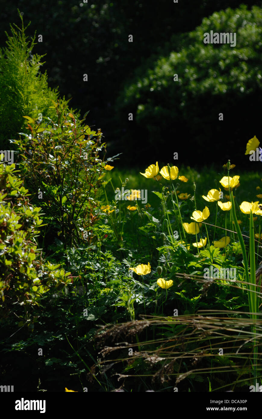 Garden flowers and shrubs in bloom and natural surroundings Stock Photo ...