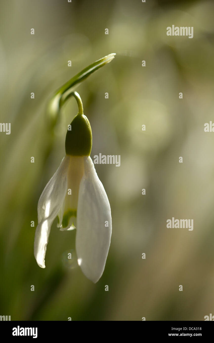 A Common Snowdrop Stock Photo - Alamy