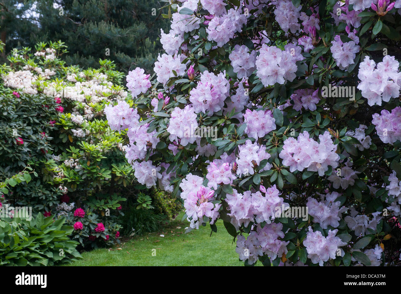 Spring borders with rhododendrons Stock Photo - Alamy