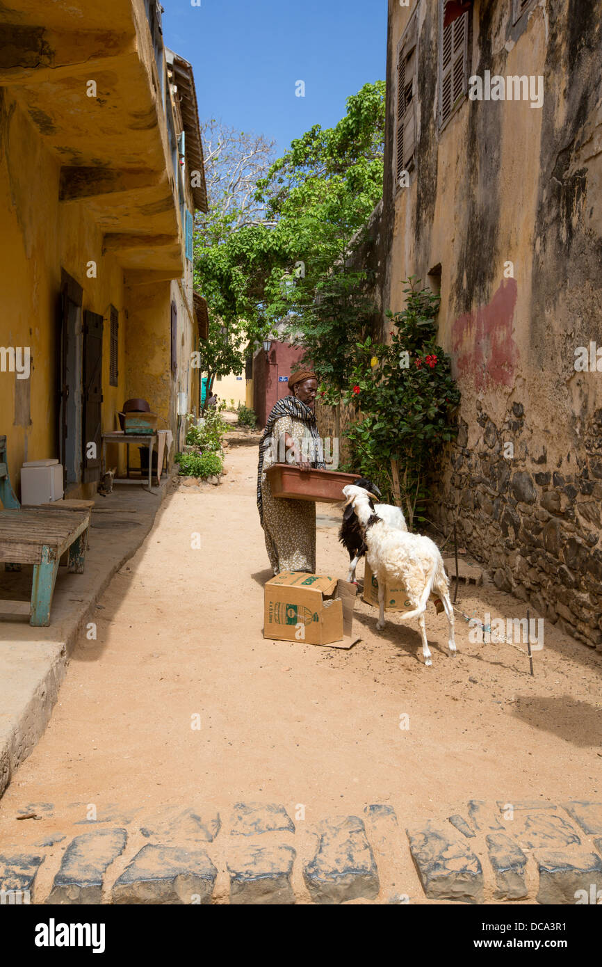 Woman Bringing Food to Goats, Street Scene, Goree Island, Senegal Stock ...