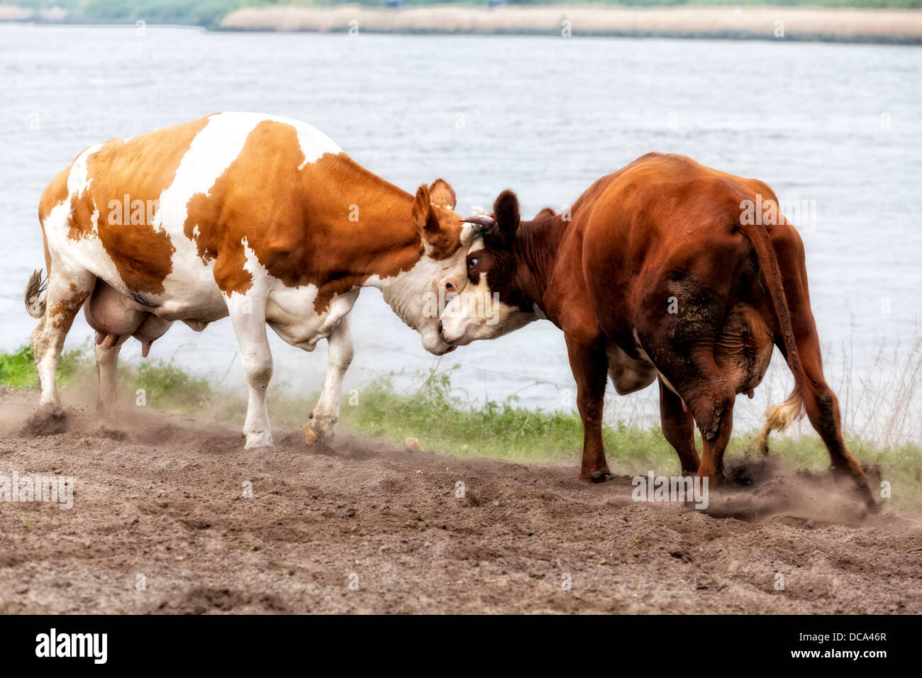 Two cows fighting at riverside Stock Photo - Alamy Two cows fighting at riverside Stock Photo - Alamy
