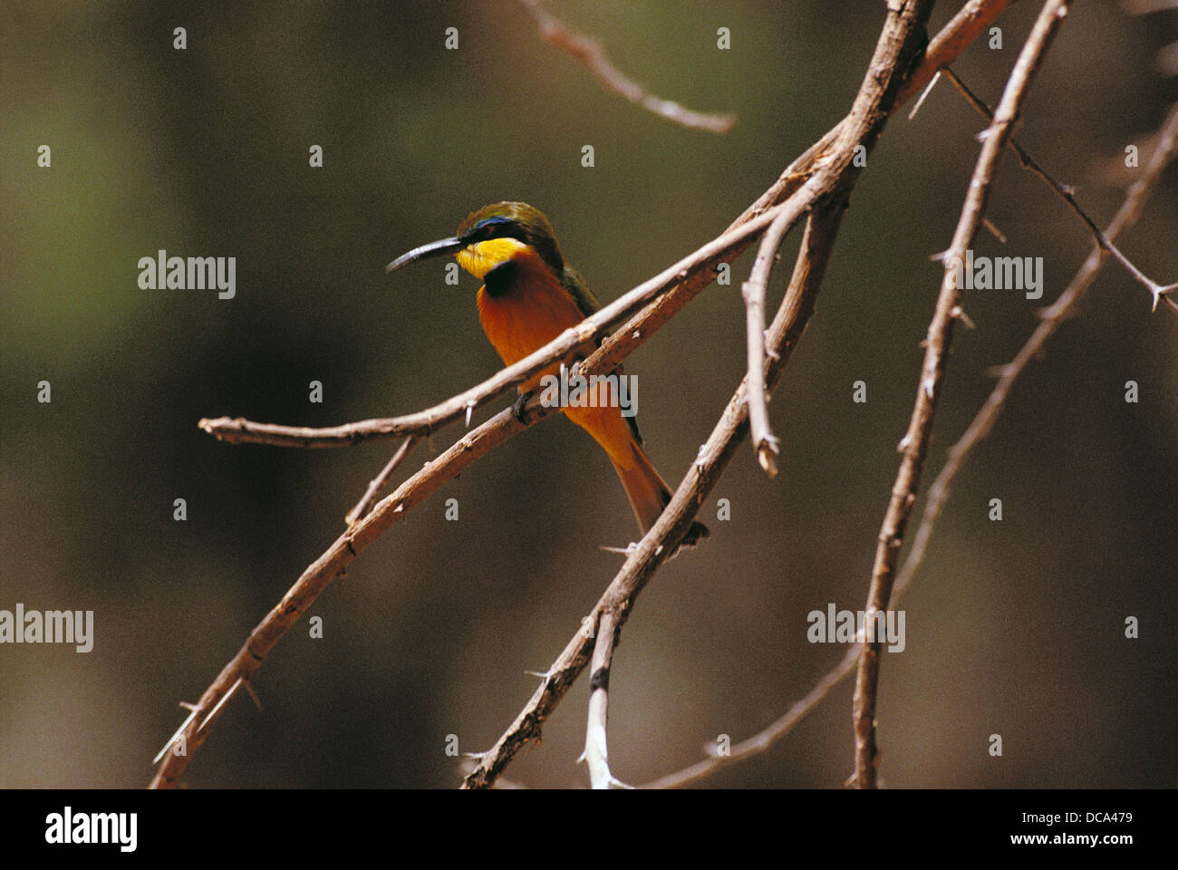 Cinnamon chested hi-res stock photography and images - Alamy