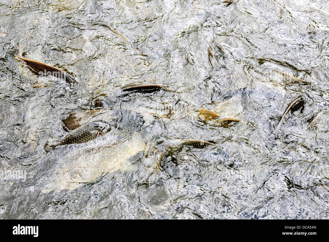 Fish feeding frenzy hi-res stock photography and images - Alamy