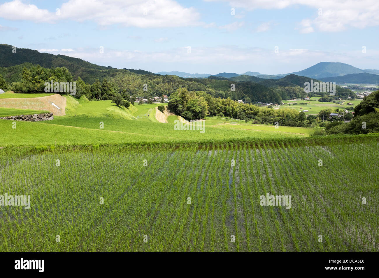 Rice paddy near Fukuoka Kyushu Japan Stock Photo - Alamy