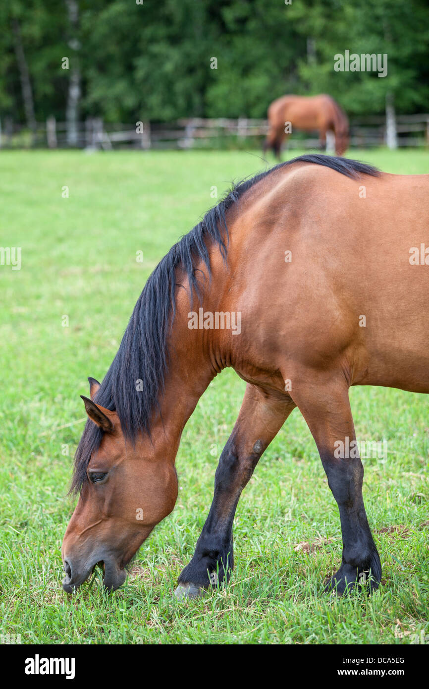 Beautiful horse grazing on hi-res stock photography and images - Alamy