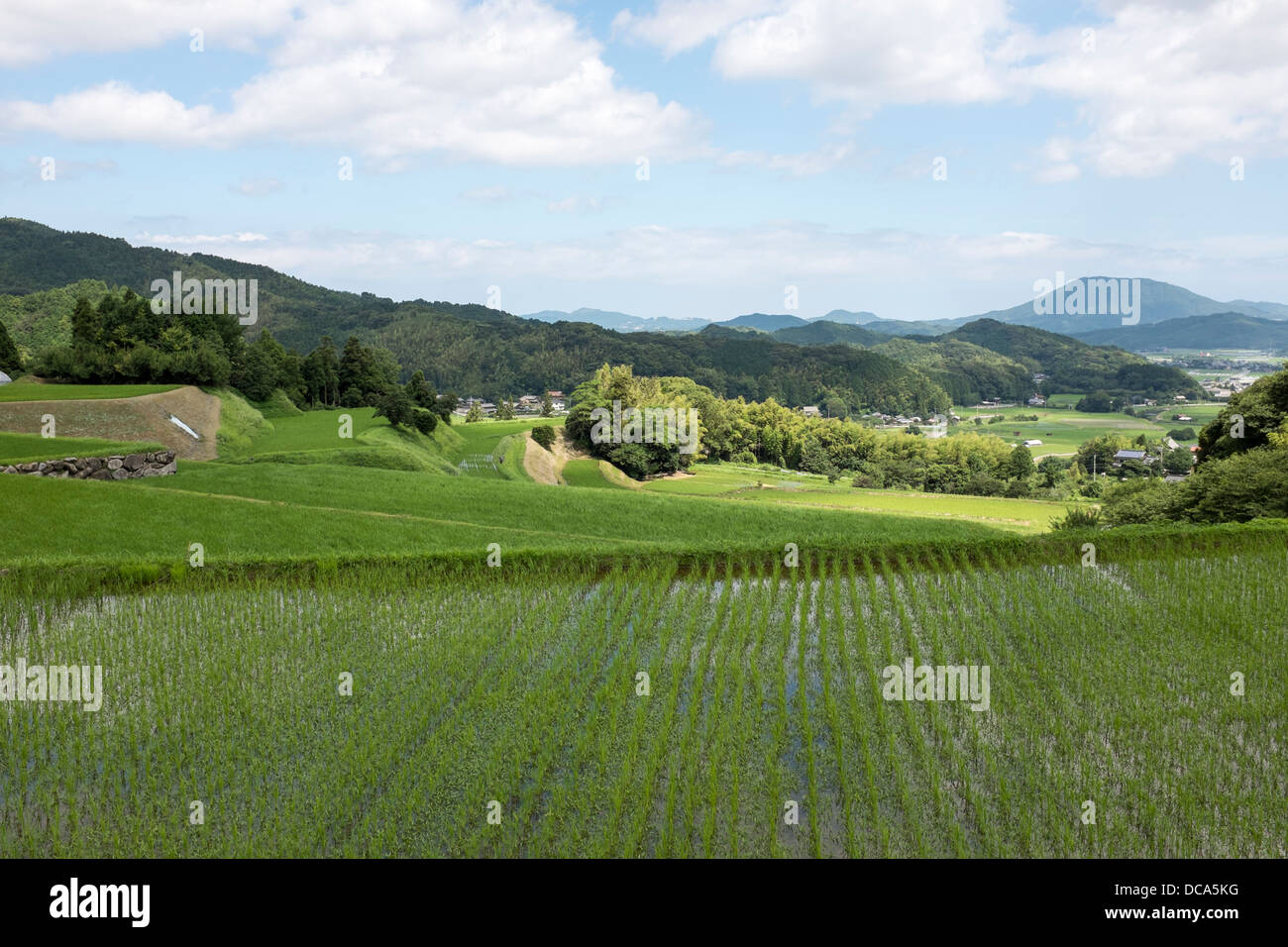 Rice cultivation in Japan Stock Photo - Alamy