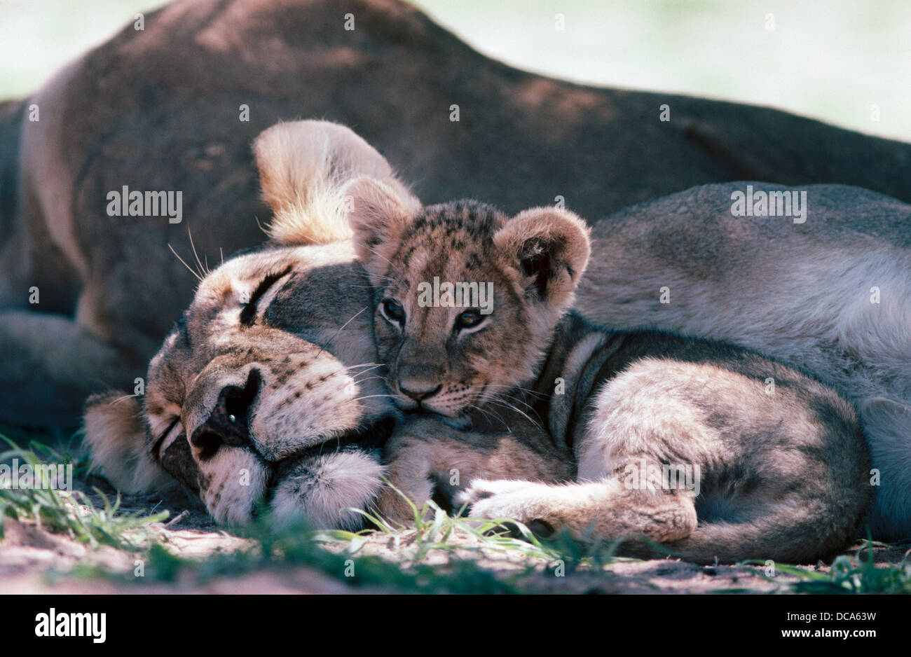 Baby sloth and mother close hi-res stock photography and images - Alamy