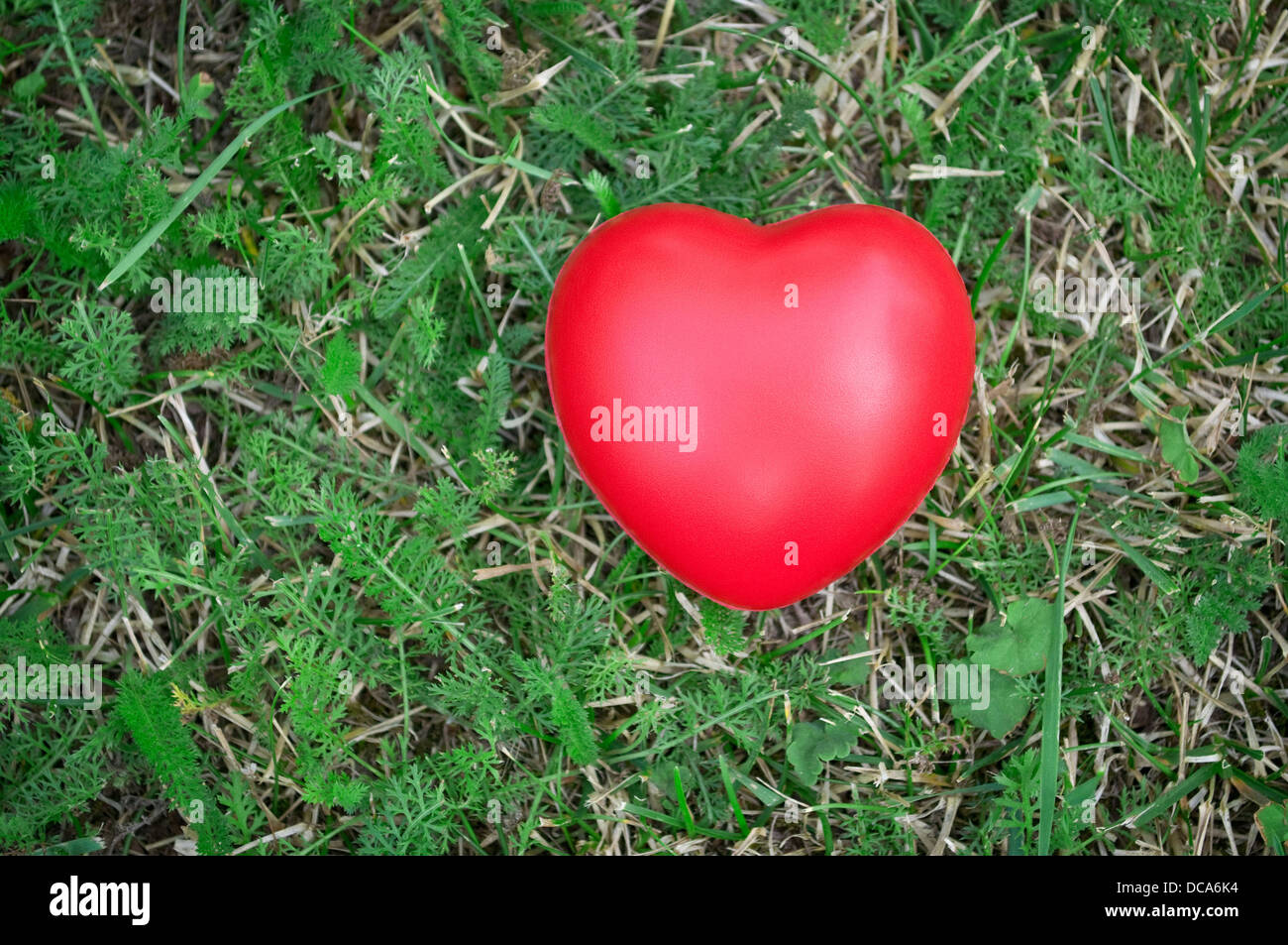 Red heart on grass Stock Photo - Alamy
