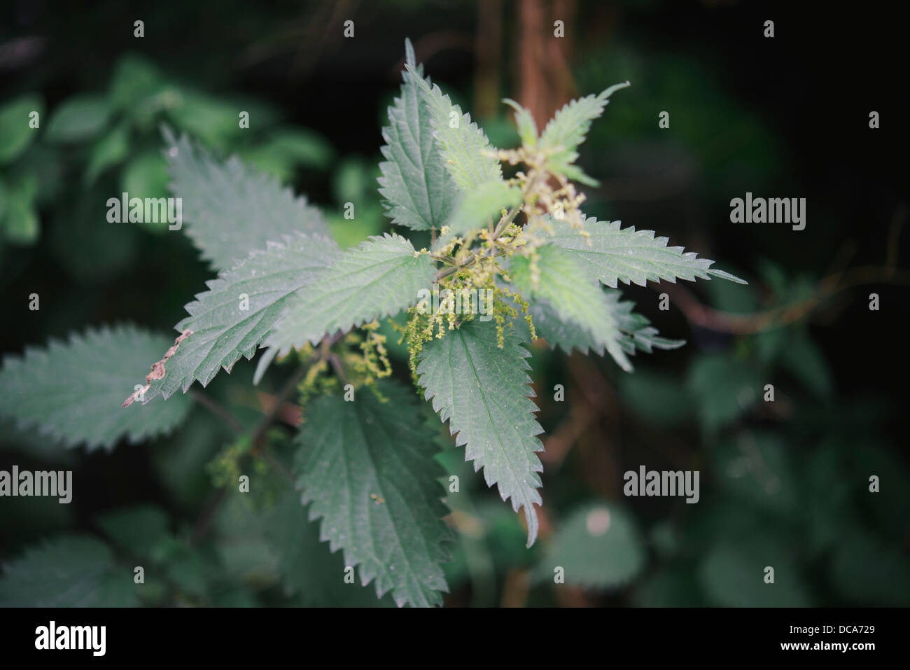 Nettles in English Summer Woodland Common nettle Stock Photo - Alamy