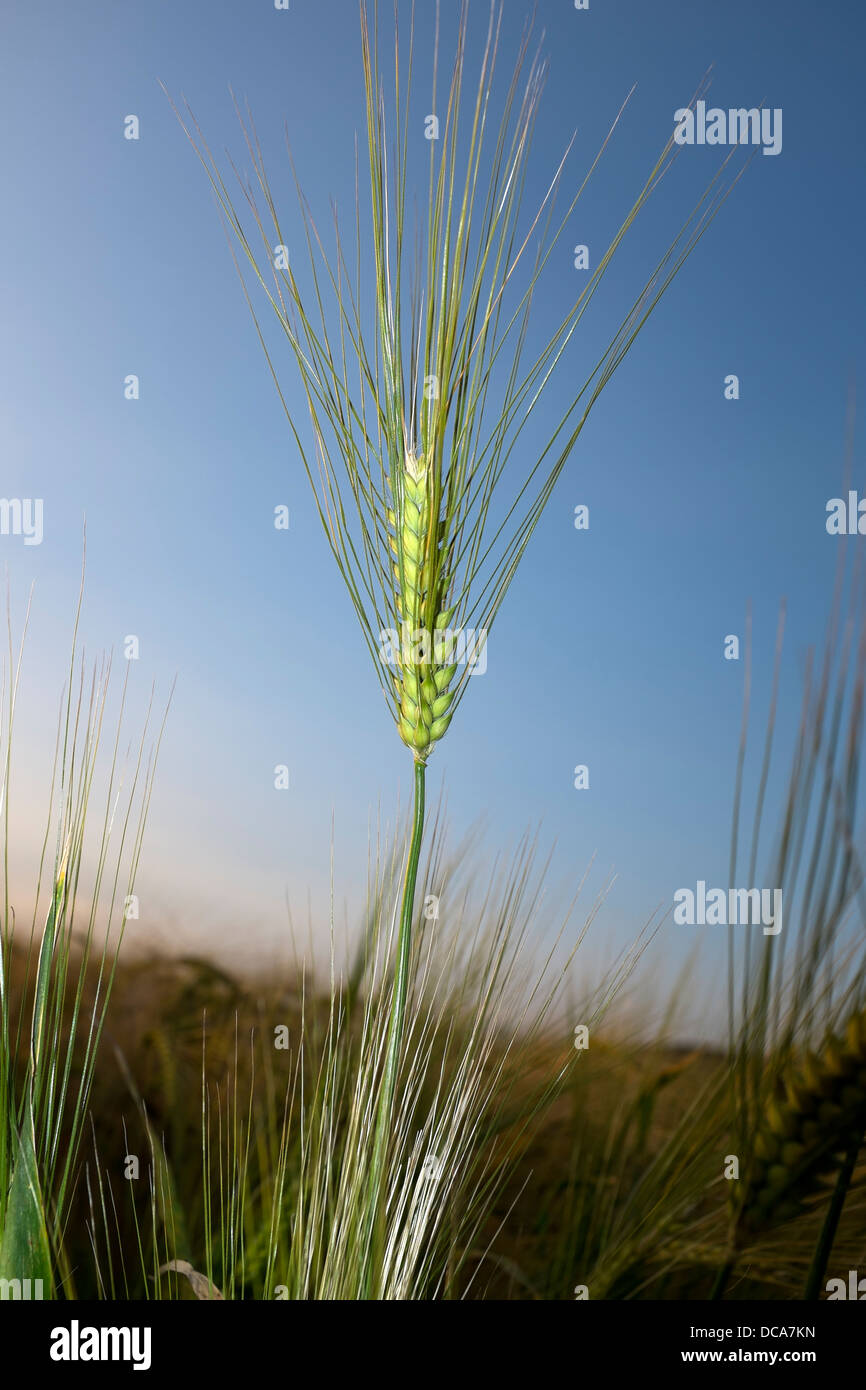 Stalks of wheat hi-res stock photography and images - Alamy