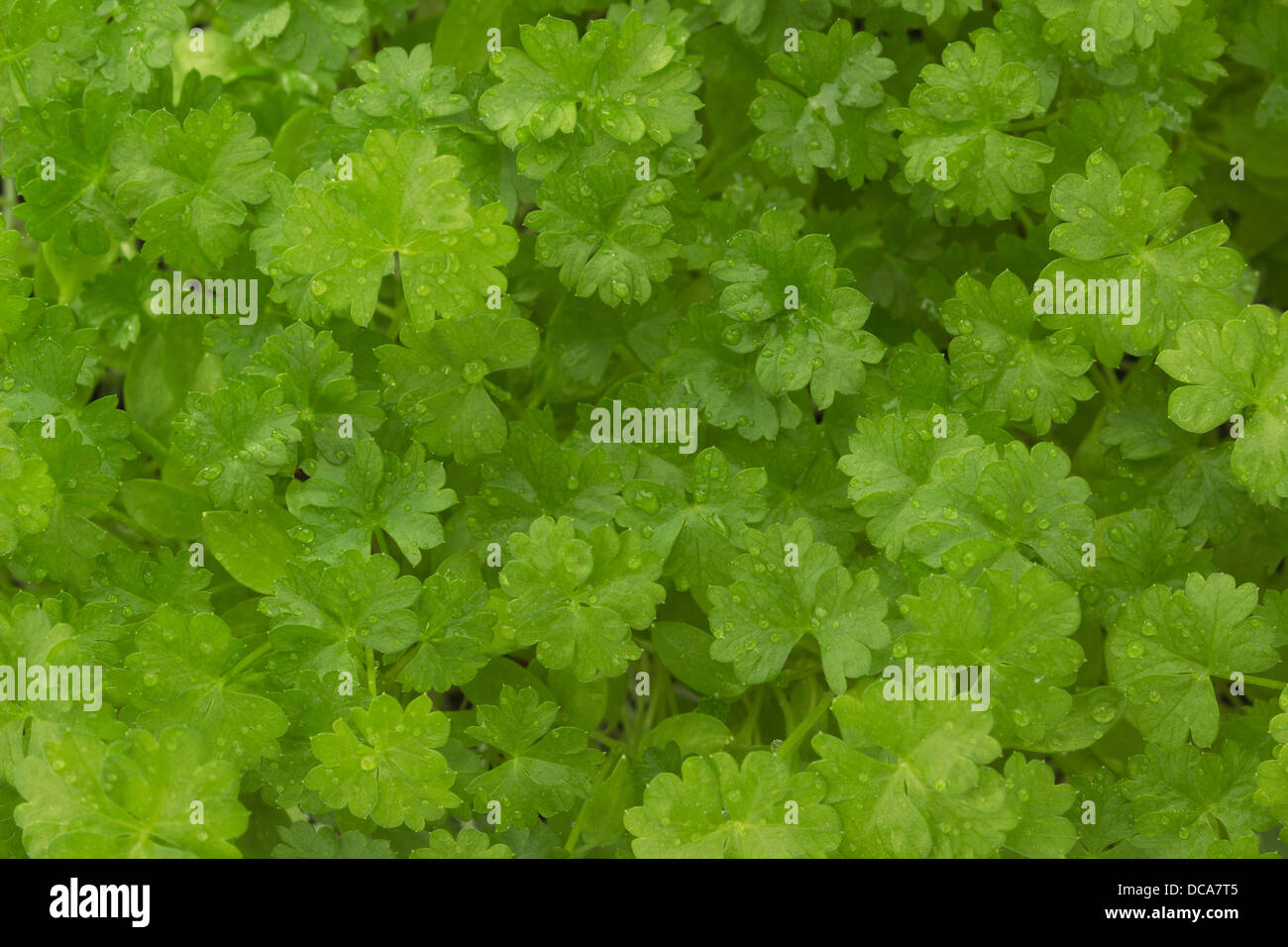 fresh green parsley as background texture Stock Photo - Alamy