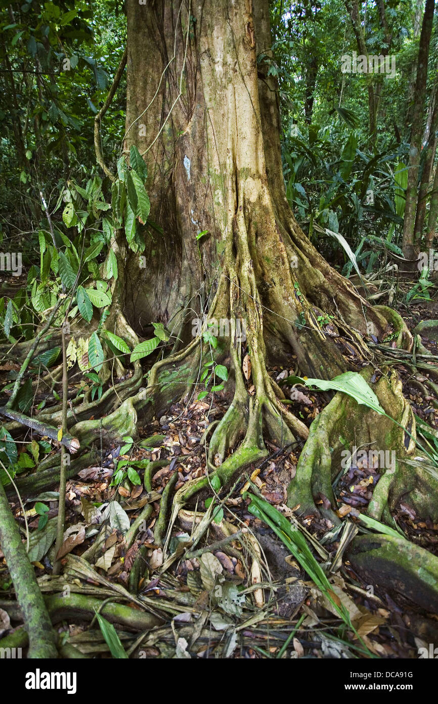 Caribbean forest hi-res stock photography and images - Alamy