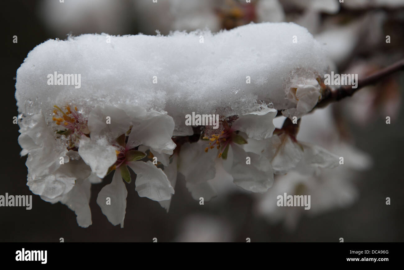 Almond buds hi-res stock photography and images - Alamy