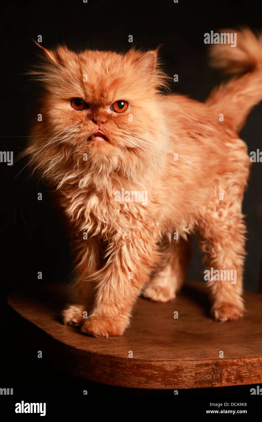 Persian yellow hi-res stock photography and images - Alamy