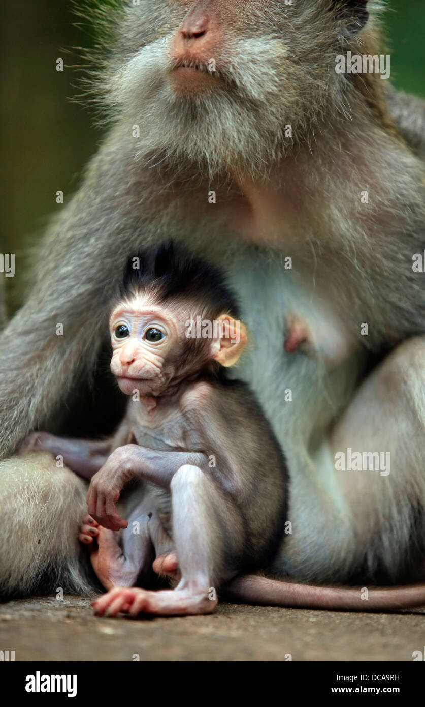 Family of monkeys Stock Photo - Alamy