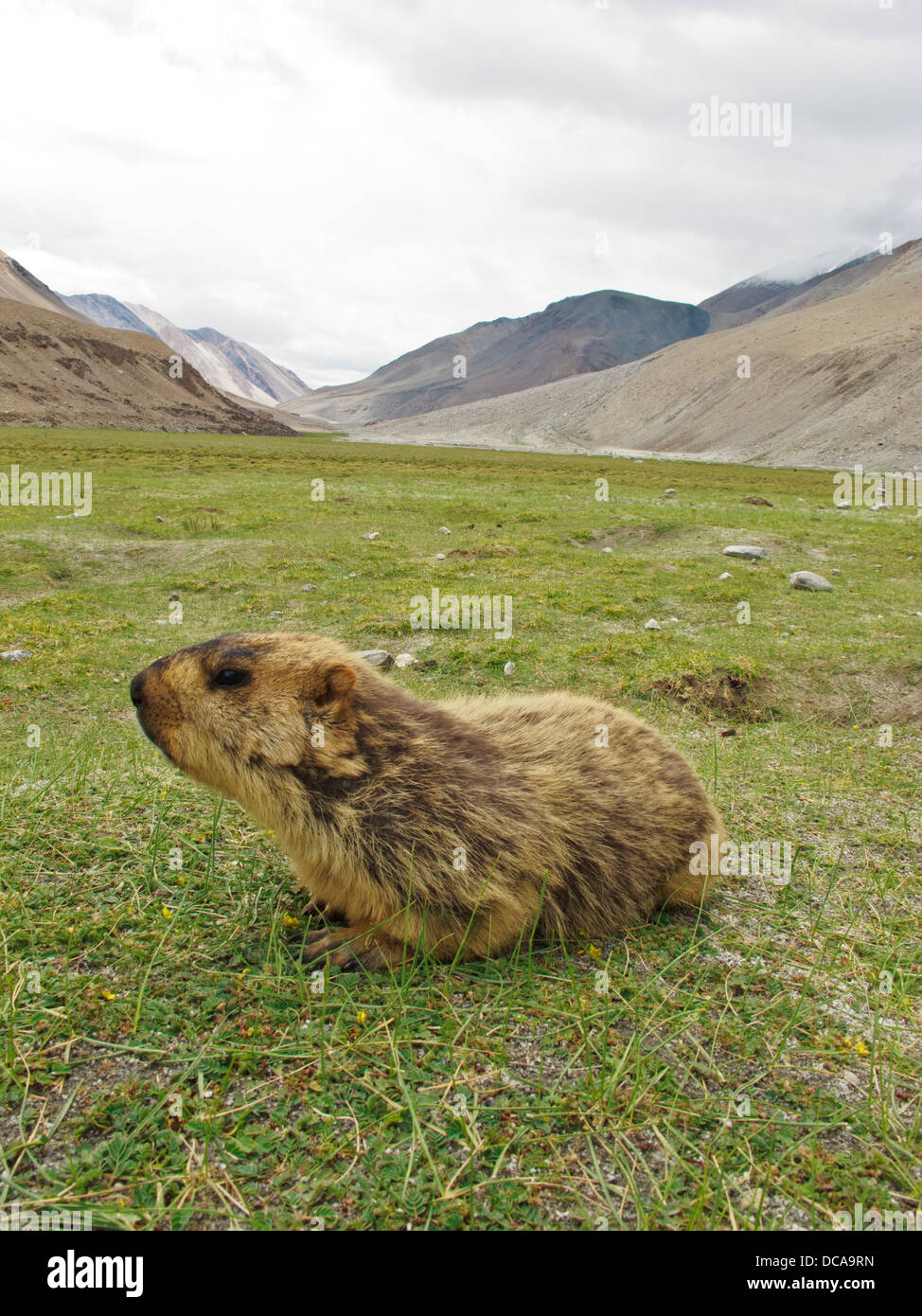 Himalayan Marmot welcoming tourists in a grass field on the way to ...