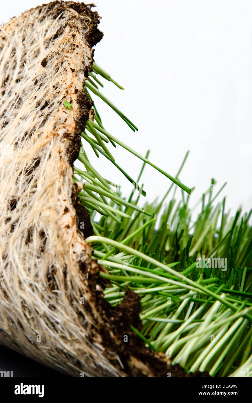 Wheat roots hi-res stock photography and images - Alamy