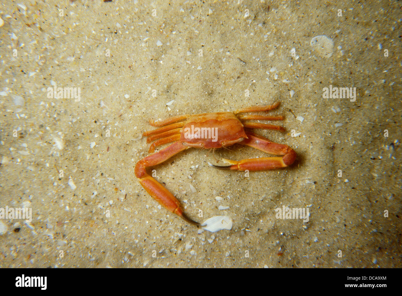 Rhomboides hi-res stock photography and images - Alamy