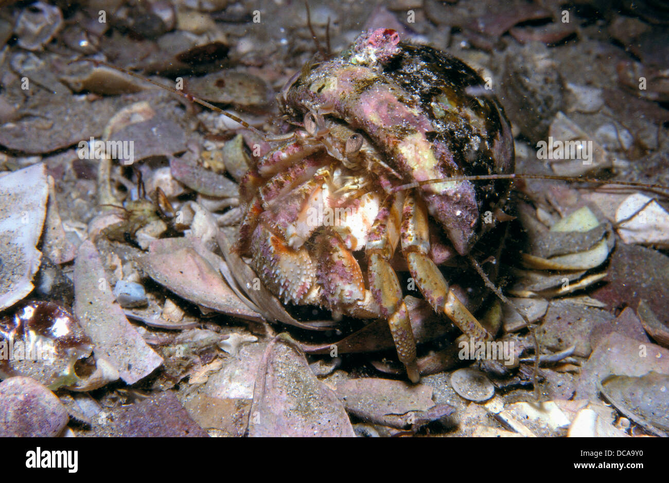 Pagurus Sp High Resolution Stock Photography and Images - Alamy