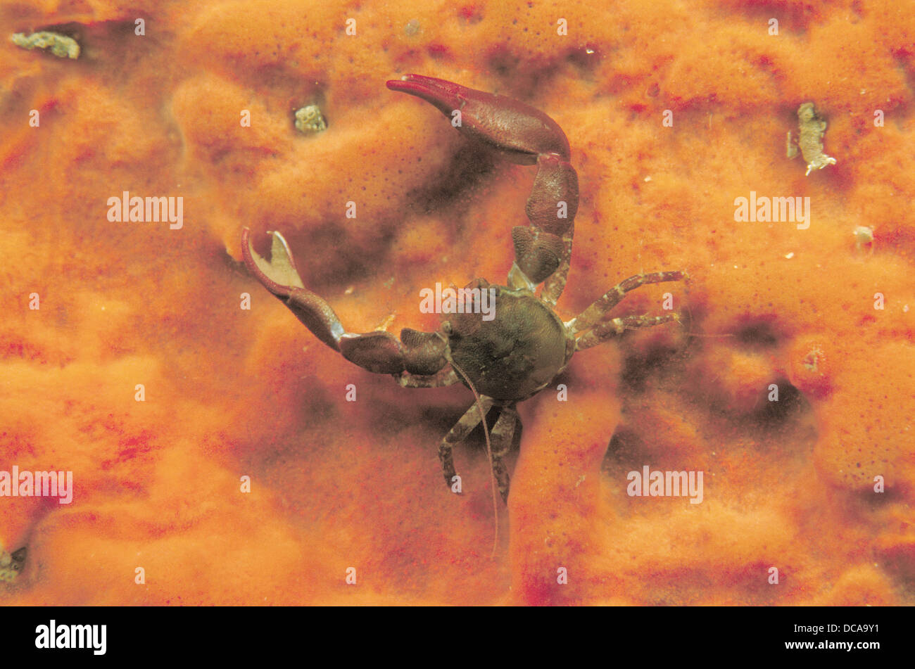 Pisidia longicornis hi-res stock photography and images - Alamy