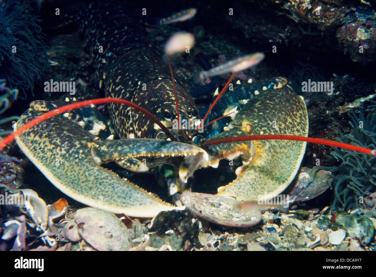 Homarus gammarus galicia hi-res stock photography and images - Alamy