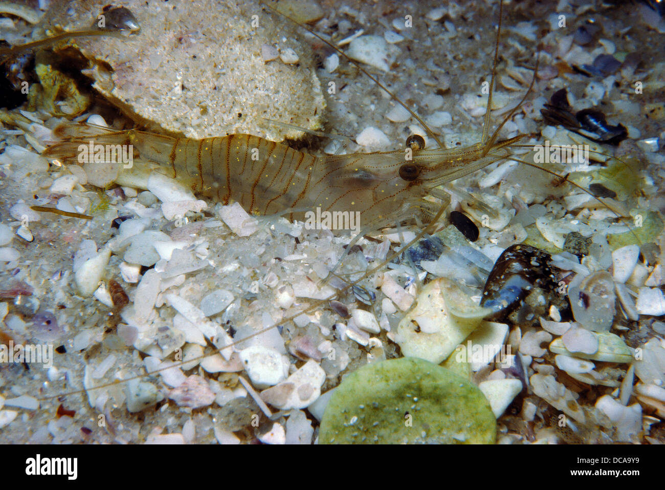 Common prawn palaemon serratus hi-res stock photography and images - Alamy