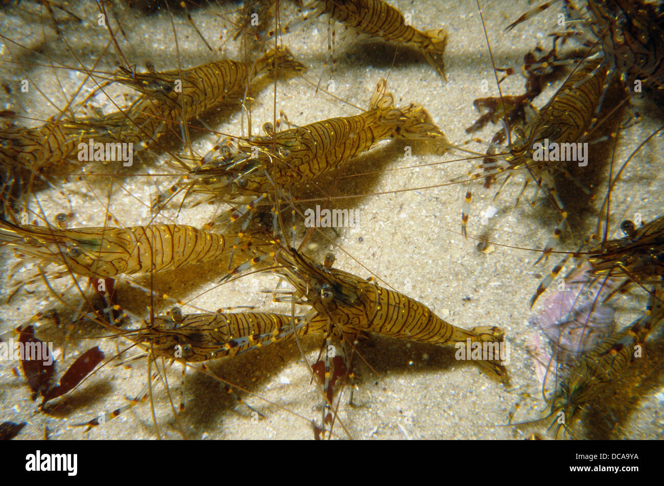 Common Prawn Palaemon Serratus Galicia High Resolution Stock ...