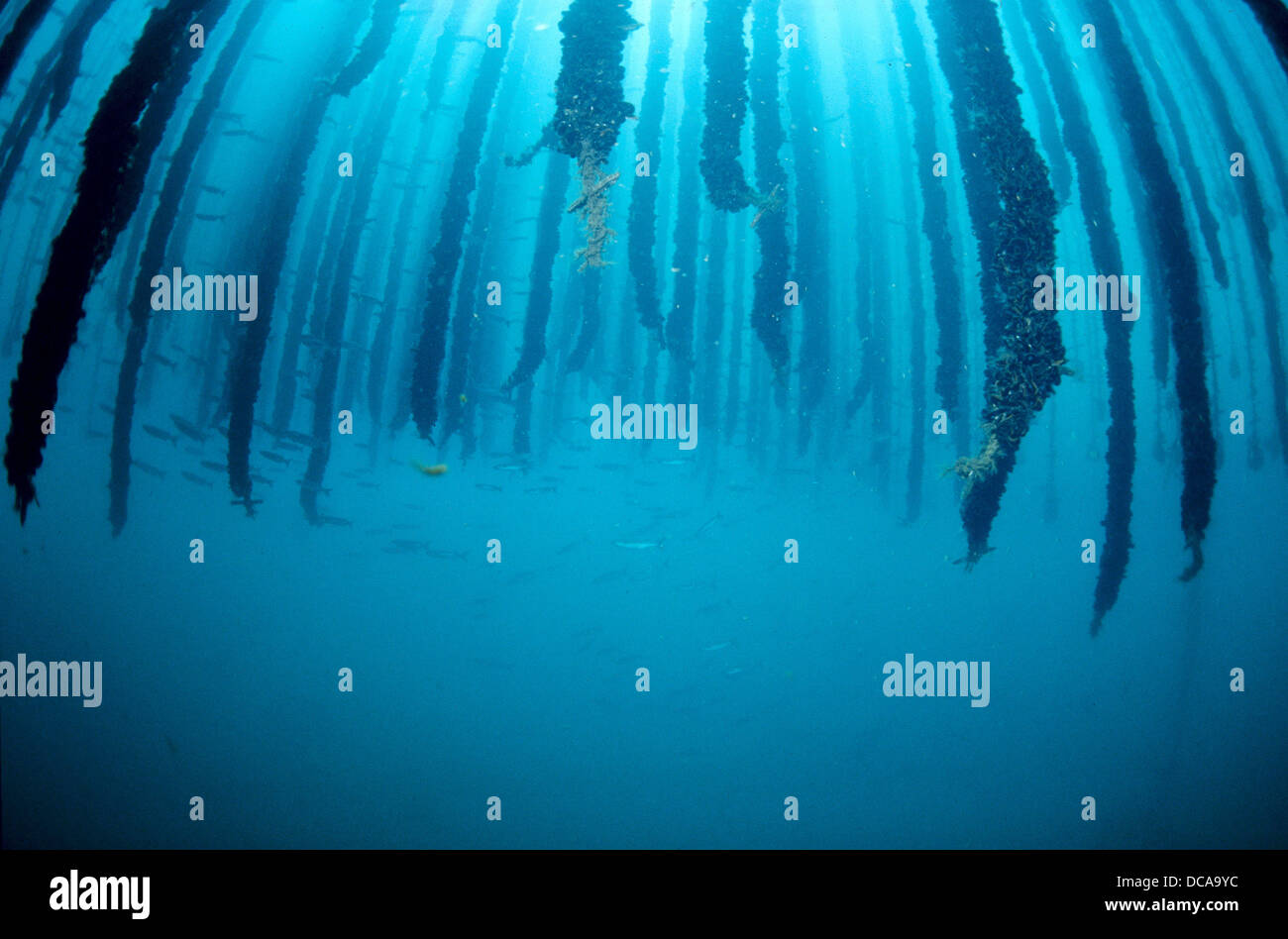 Mussel Farm Underwater High Resolution Stock Photography and Images - Alamy