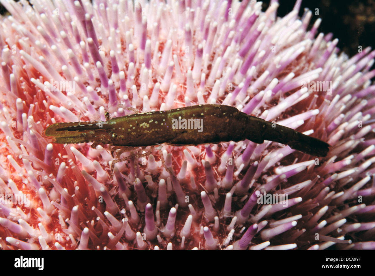 Hippolyte inermis hi-res stock photography and images - Alamy