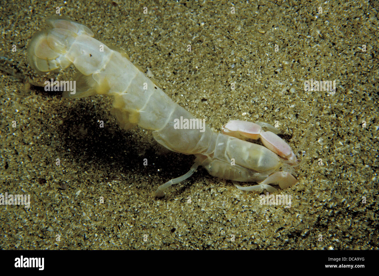 Callianassa hi-res stock photography and images - Alamy