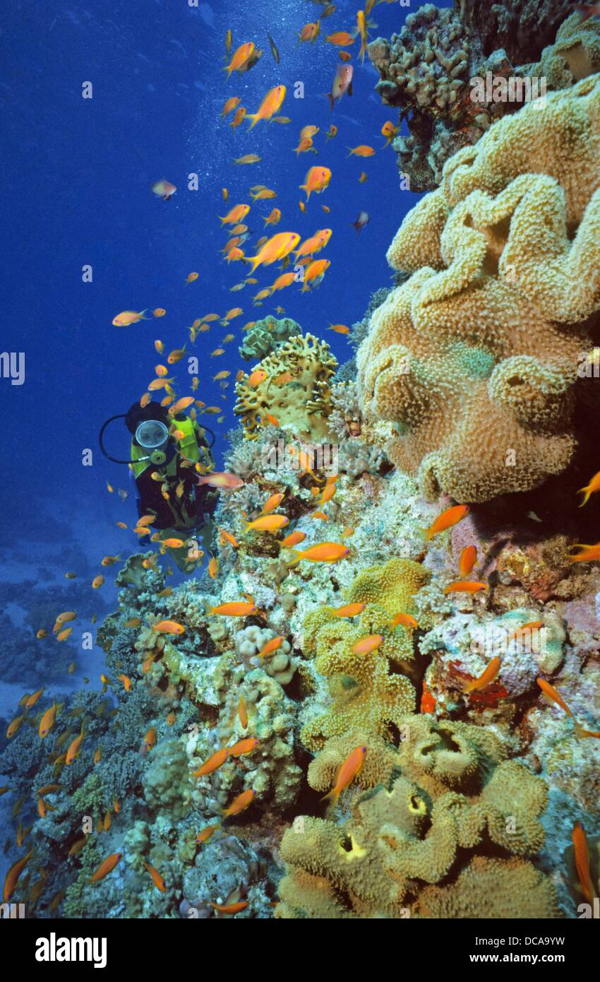 Diving in Red Sea, Hurghada, Egypt Stock Photo - Alamy