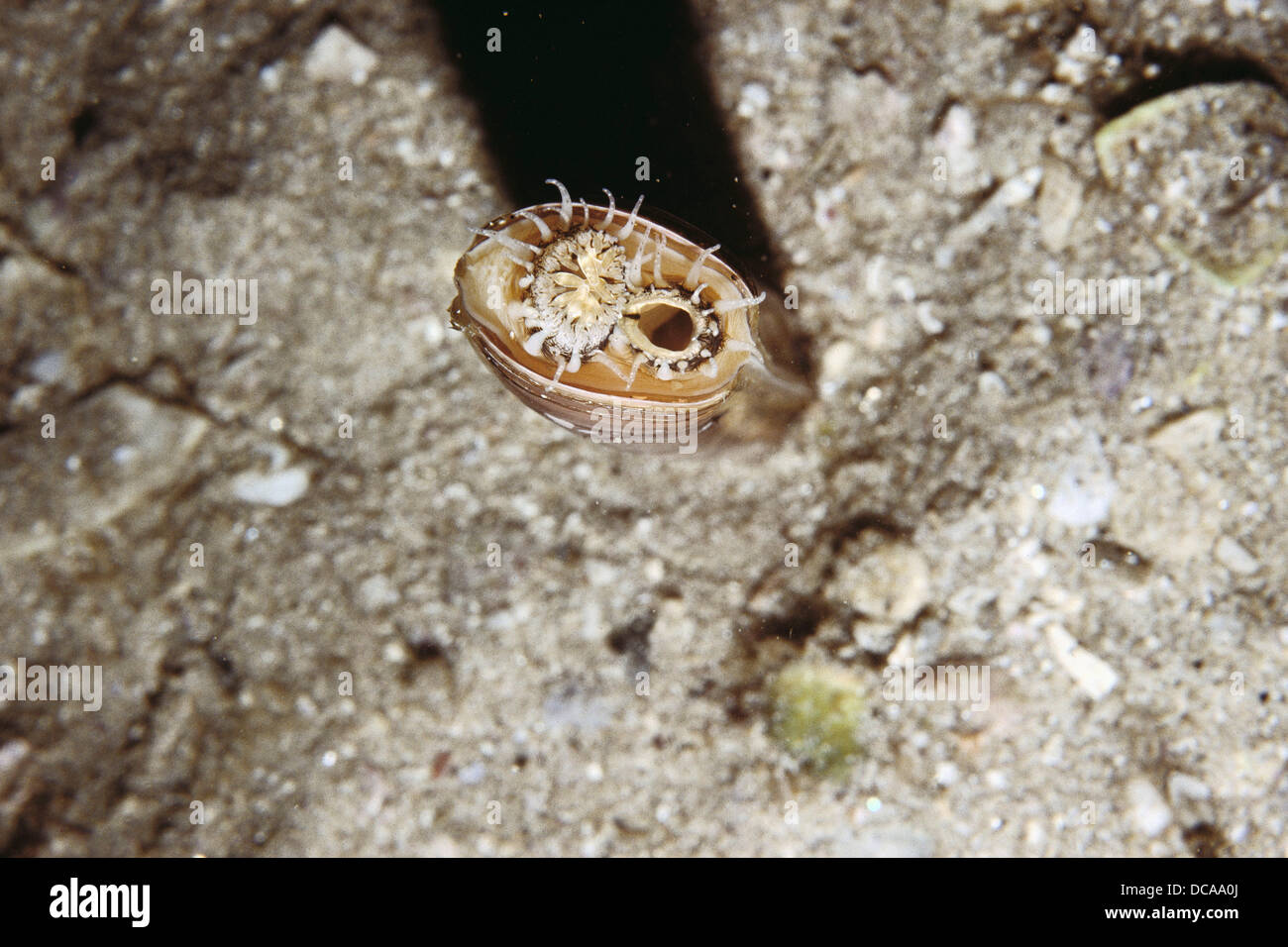 Razor shell ensis underwater hi-res stock photography and images - Alamy