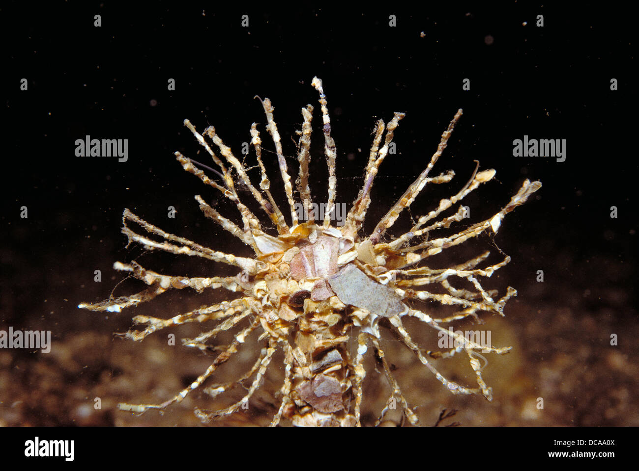 Mason worms hi-res stock photography and images - Alamy