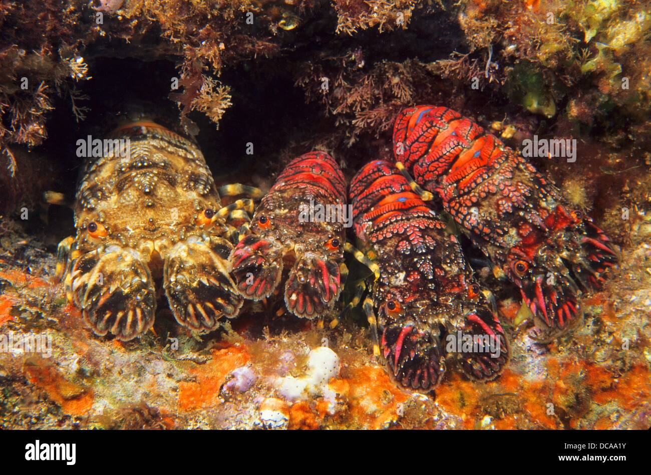 Scyllarus arctus hi-res stock photography and images - Alamy