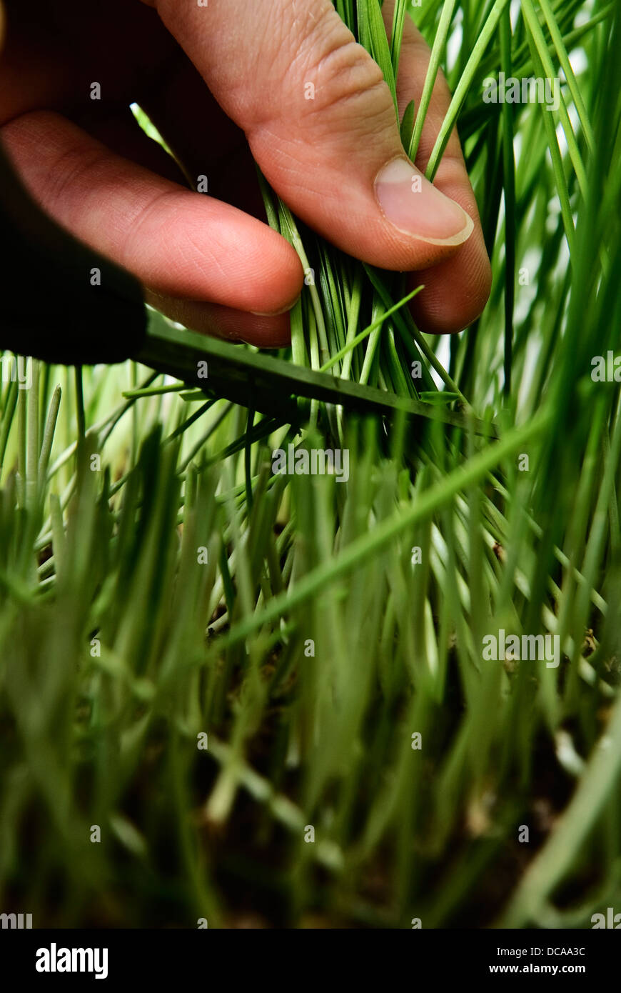 Cutting wheat shoot with scissors Stock Photo - Alamy