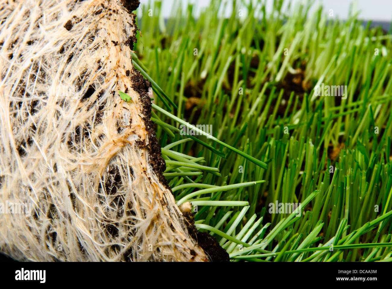 Turning grass upside down Stock Photo - Alamy