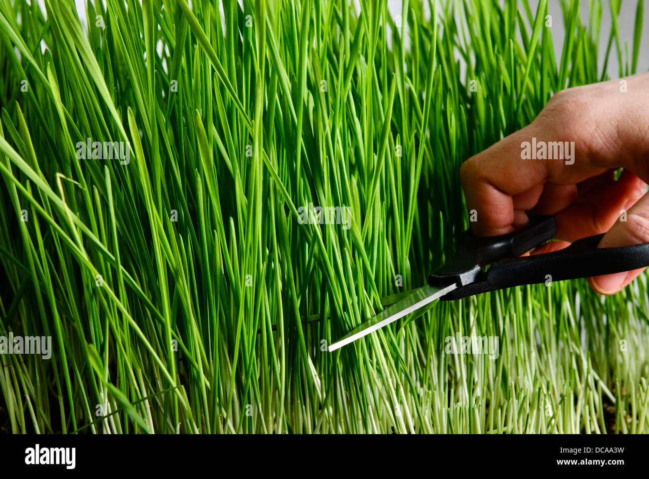 Cutting wheat shoot with scissors Stock Photo - Alamy