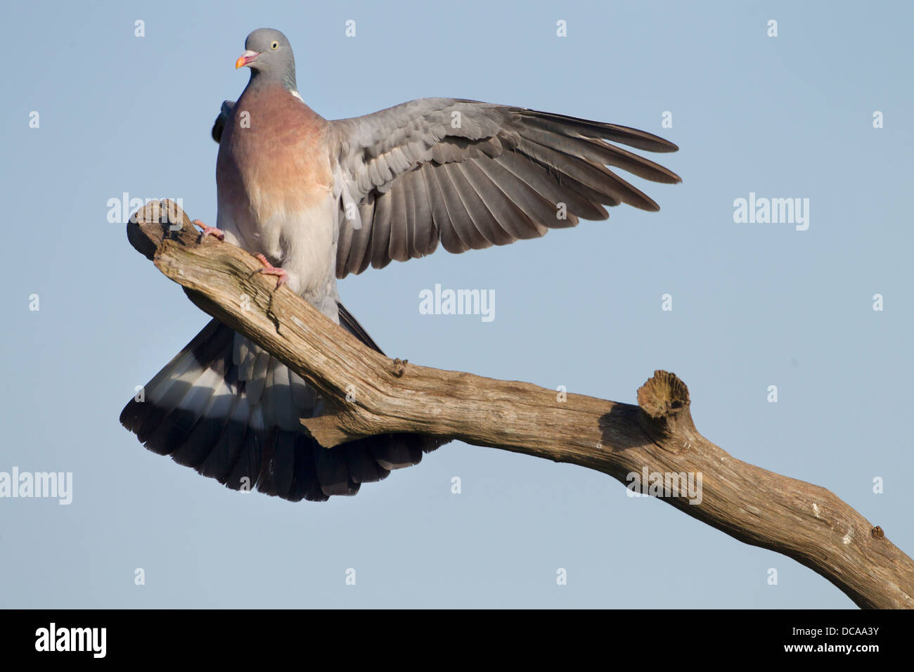 Columbidae family hi-res stock photography and images - Alamy