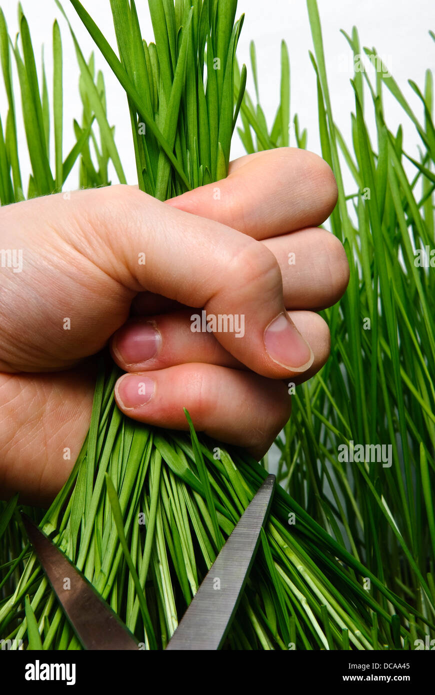 Cutting wheat shoot with scissors Stock Photo - Alamy