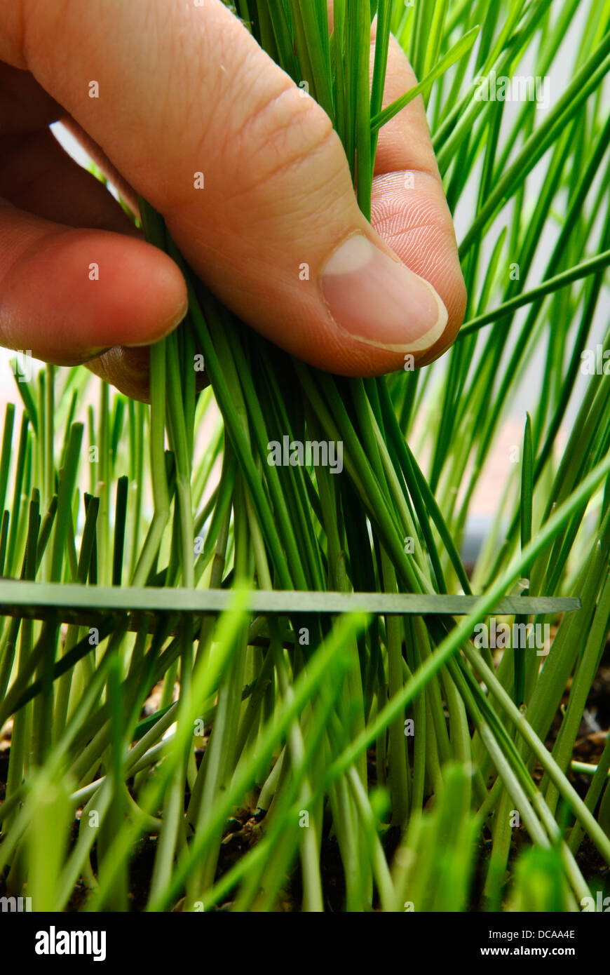 Cutting wheat shoot with scissors Stock Photo - Alamy