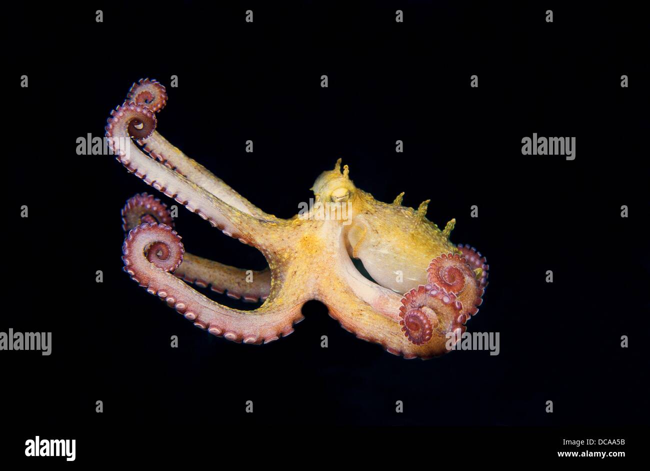 Octopus (Octopus vulgaris), Eastern Atlantic, Galicia, Spain Stock ...