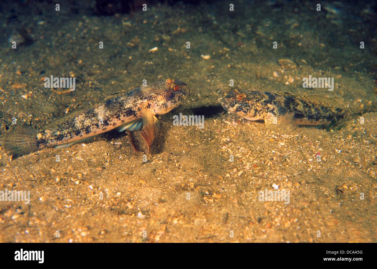 Gobius Paganellus High Resolution Stock Photography and Images - Alamy