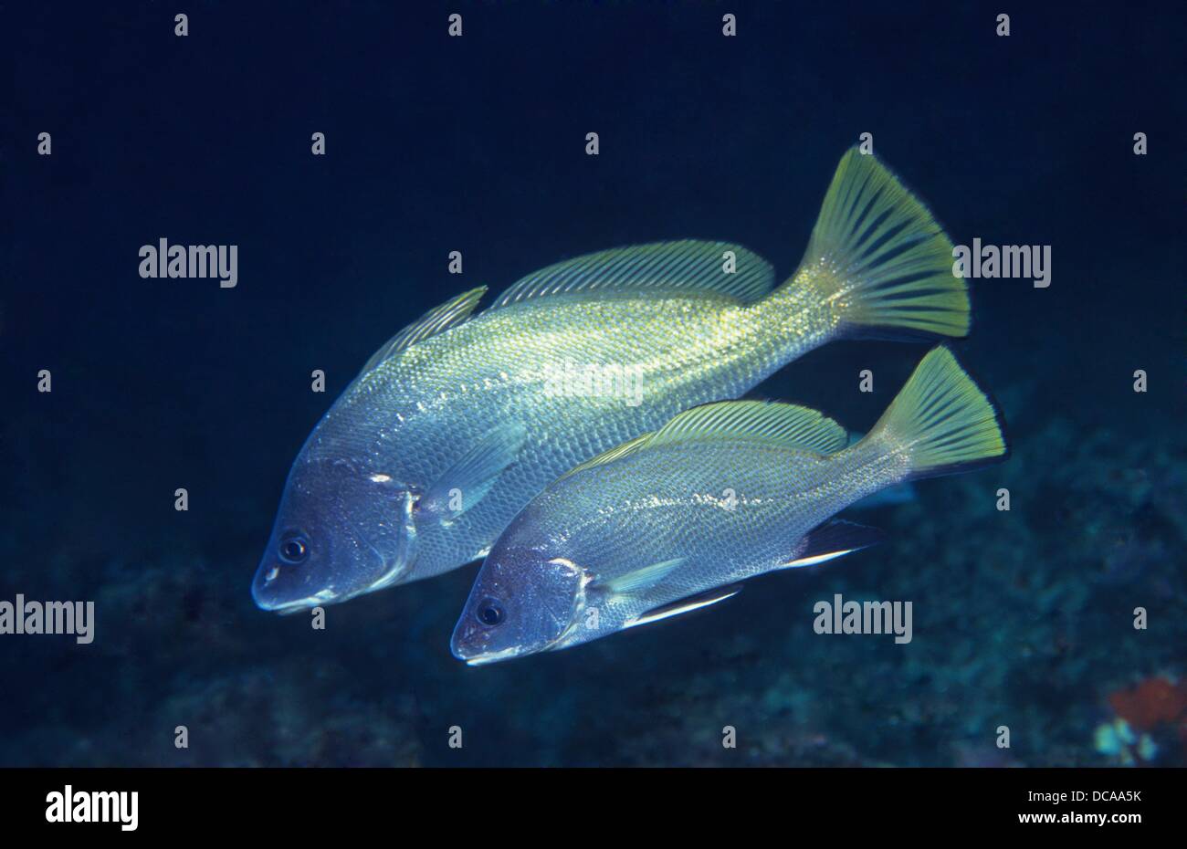 Brown meagre (Sciaena umbra), Mediterranean Sea, Spain Stock Photo - Alamy