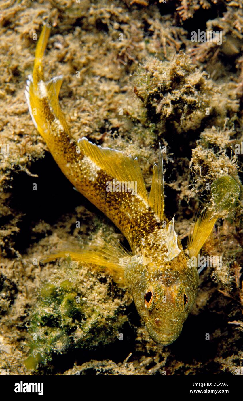 Black Faced Blenny Stock Photos & Black Faced Blenny Stock Images - Alamy
