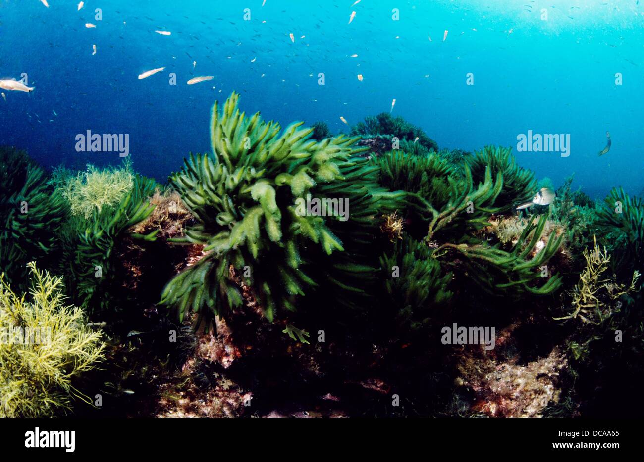 Codium Tomentosum Stock Photos & Codium Tomentosum Stock Images - Alamy
