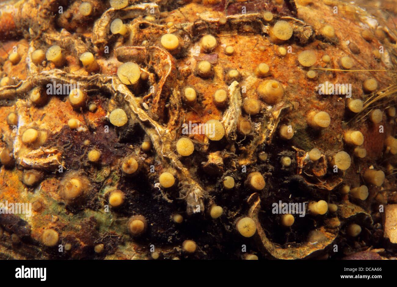 Phoronis sp hi-res stock photography and images - Alamy
