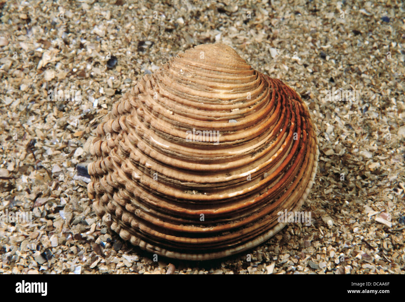 Warty venus venus verrucosa galicia hi-res stock photography and images - Alamy